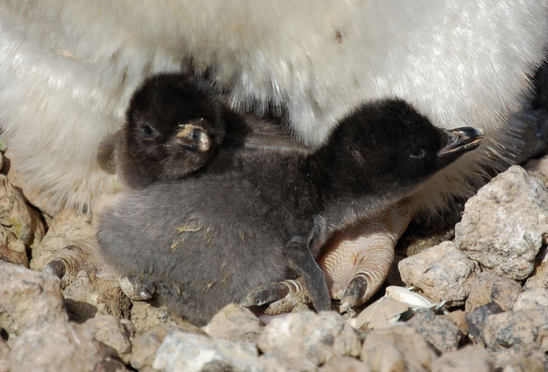 Penguinscience Understanding Penguin Response To Climate And Penguinscience Understanding Penguin Response To Climate And