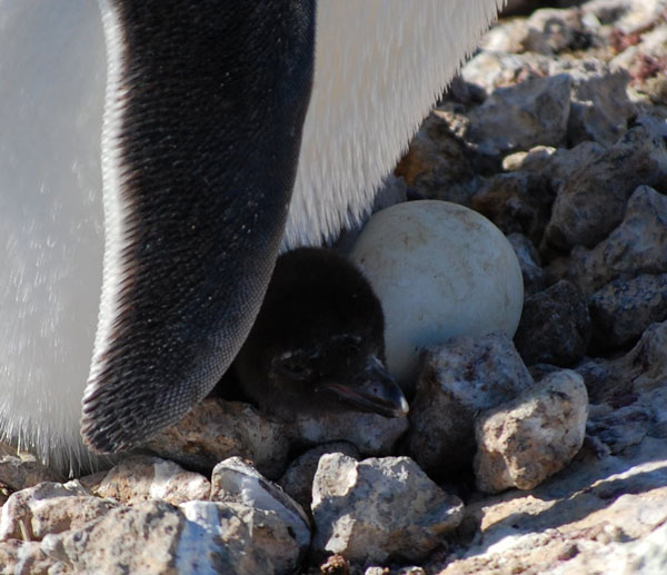 Penguinscience - understanding penguin response to climate and ...