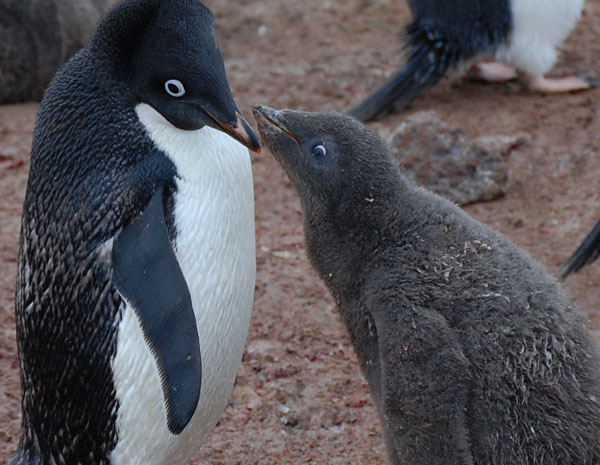 Penguinscience Understanding Penguin Response To Climate And Penguinscience Understanding Penguin Response To Climate And