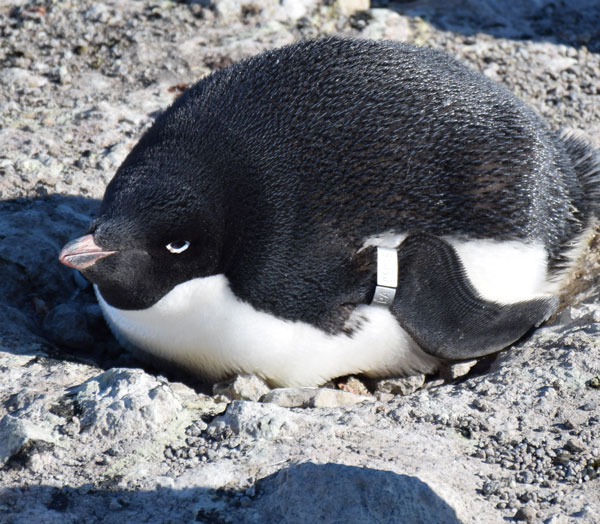 Penguinscience - understanding penguin response to climate and ...