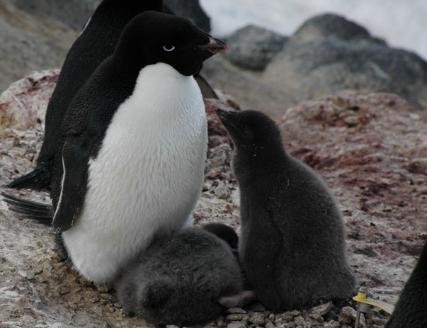 Penguinscience - understanding penguin response to climate and ...