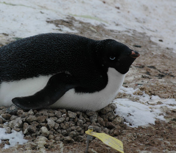 Penguinscience - understanding penguin response to climate and ...